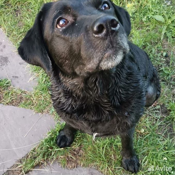 Найдена собака лабрадор