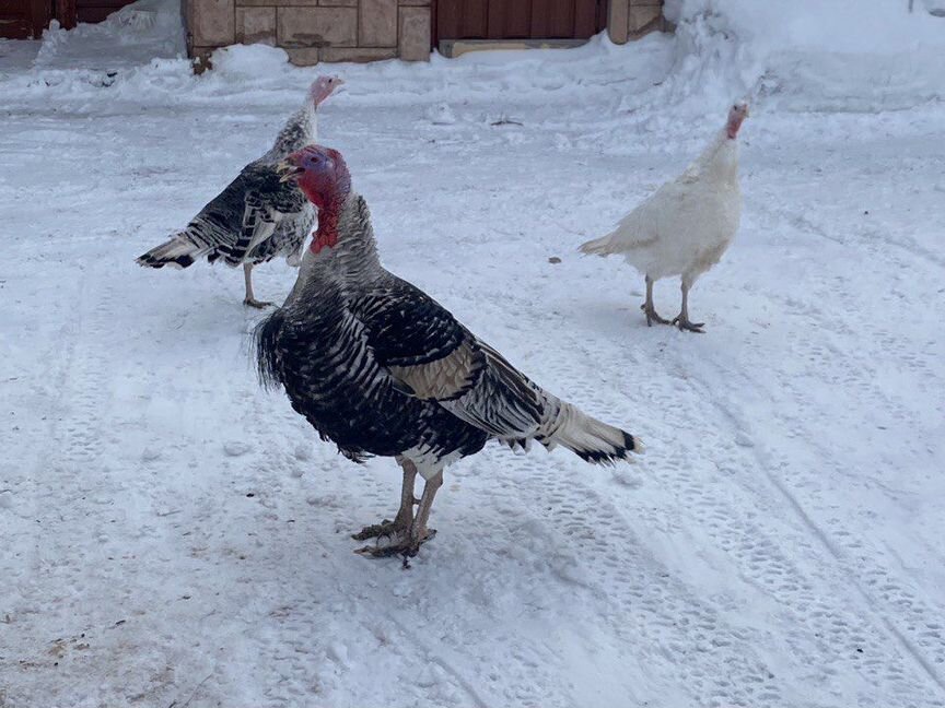 Индюки на племя