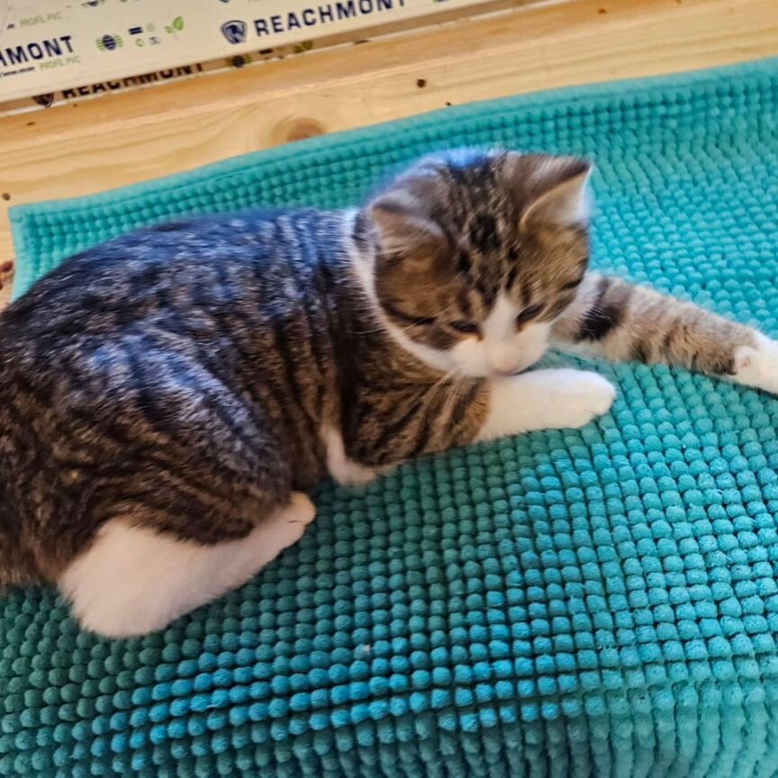 Ласковый котик