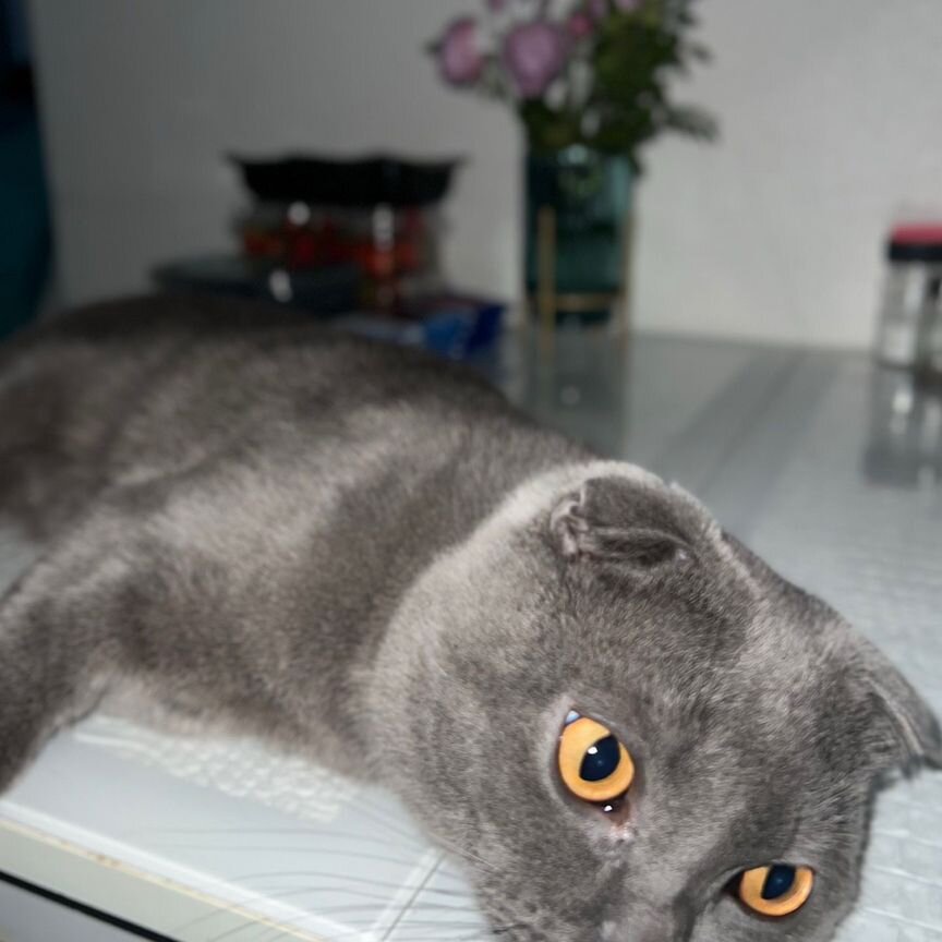 Отдам кота в добрые руки