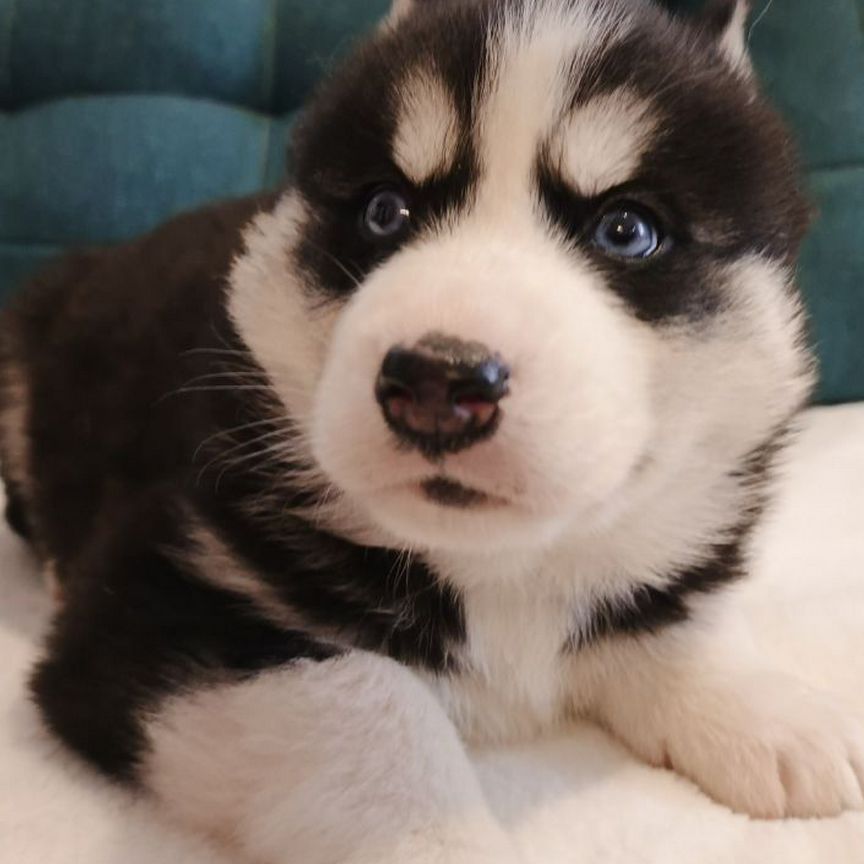 Сибирский хаски, щенок