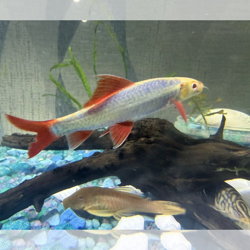 Рыбка лабео