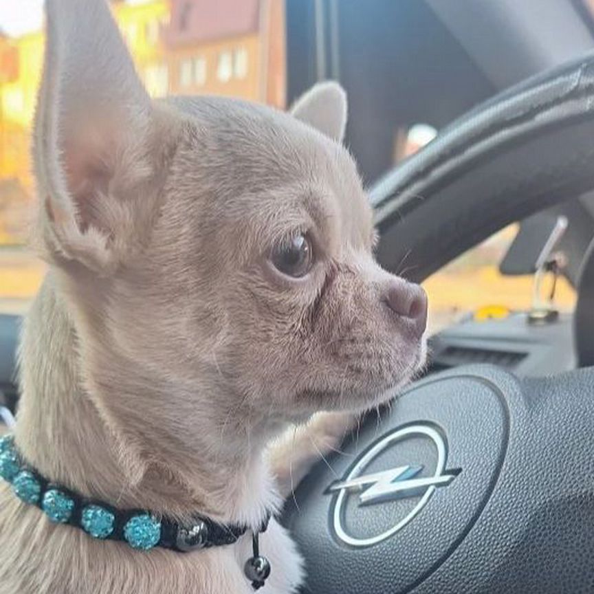 Чихуахуа, щенок