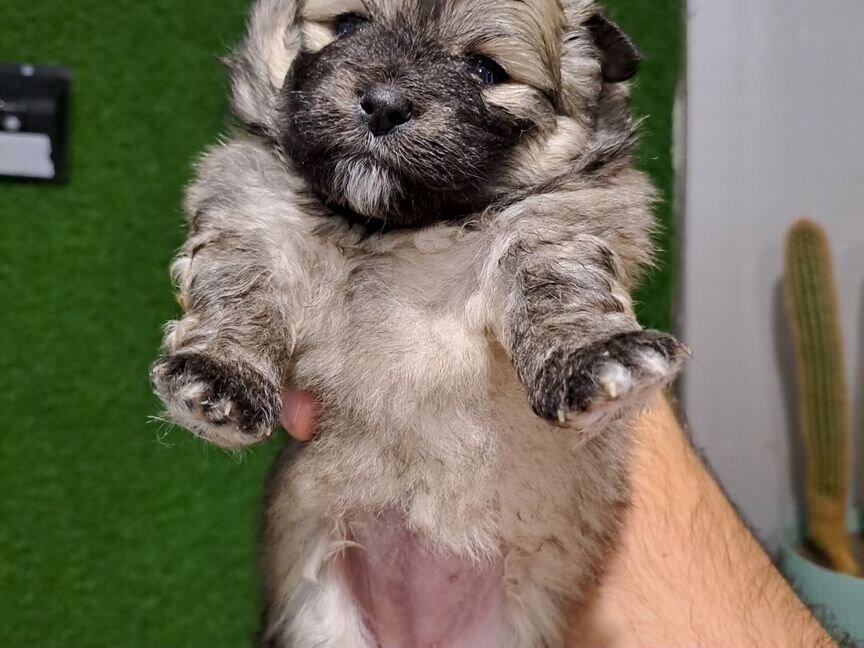 Шпицы немцы