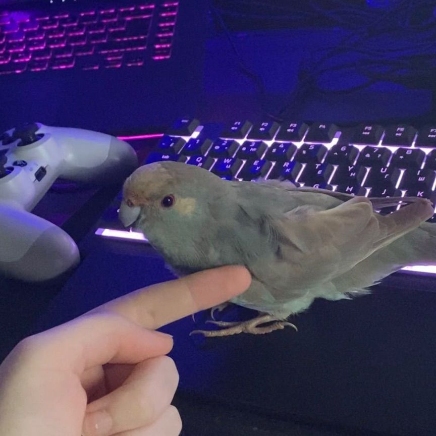 Попугай какарик