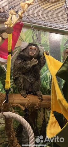 Обезьянка маленькая самка