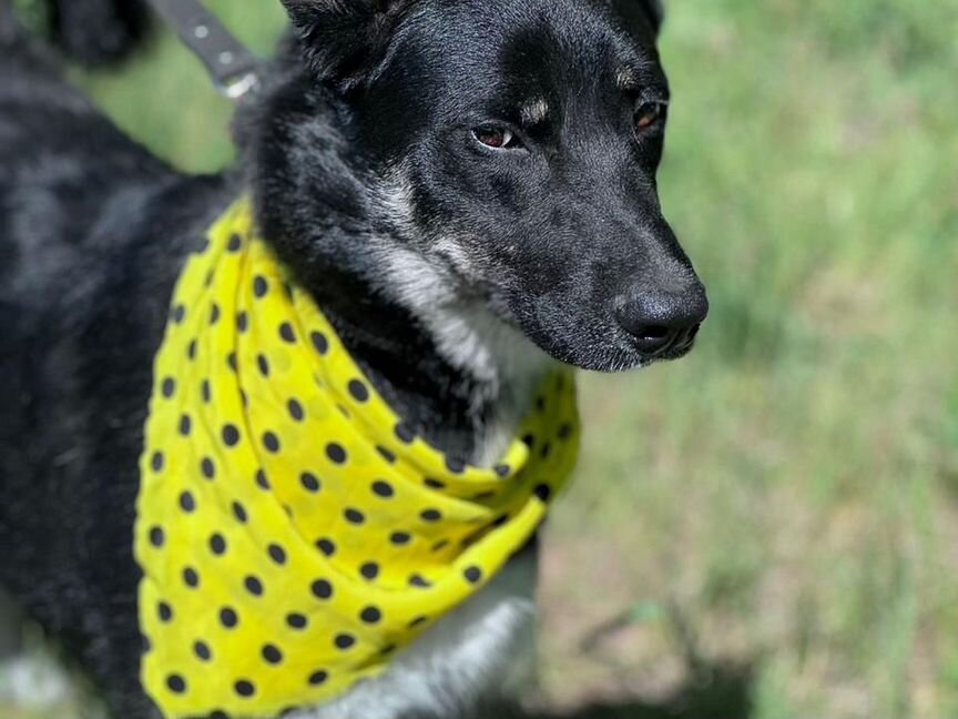 Молодой Гектор из приюта в поисках семьи