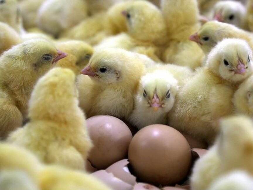 Цветной бройлер и утка