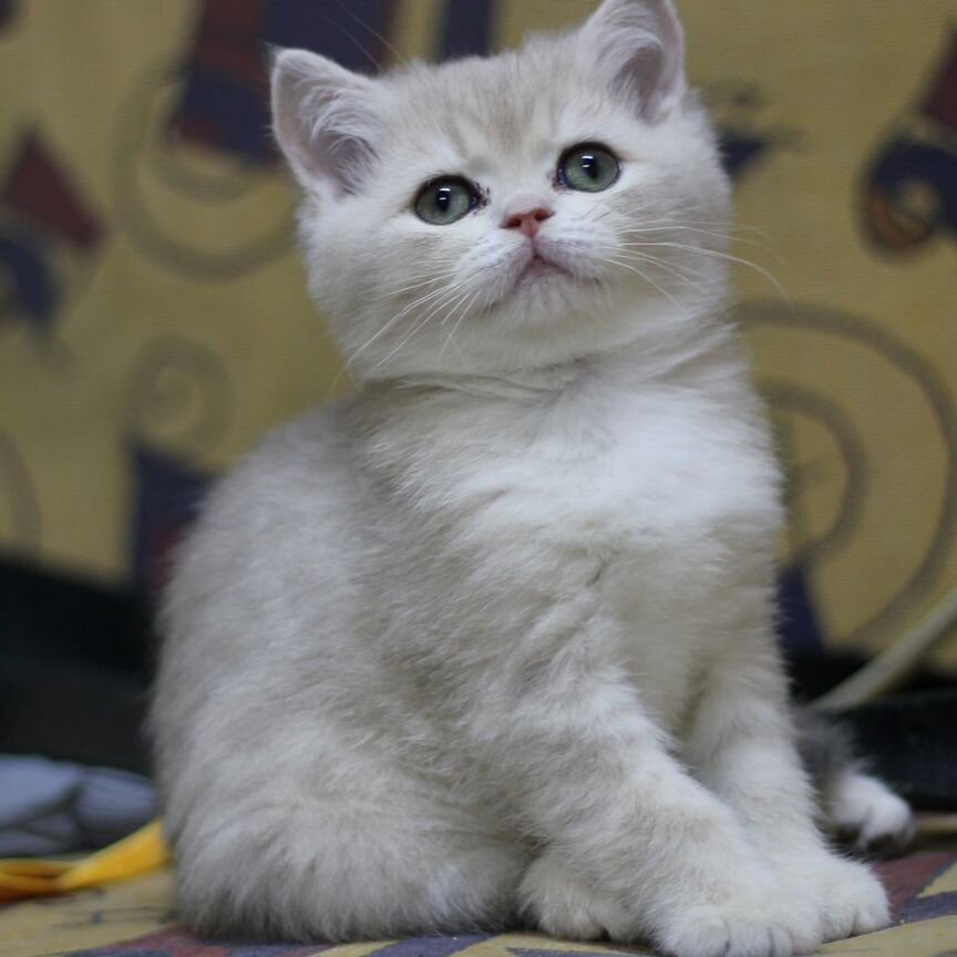 Котёнок шотландской породы