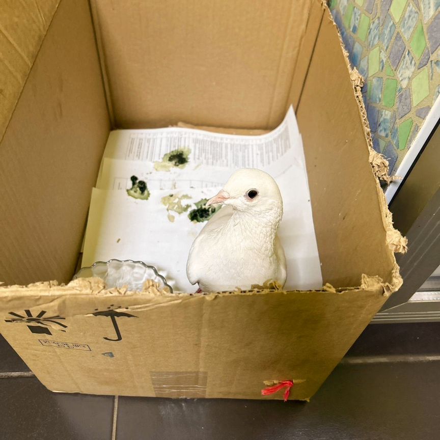 Голубь белый
