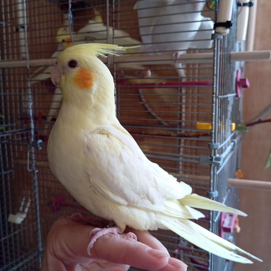 Попугай корелла птенец