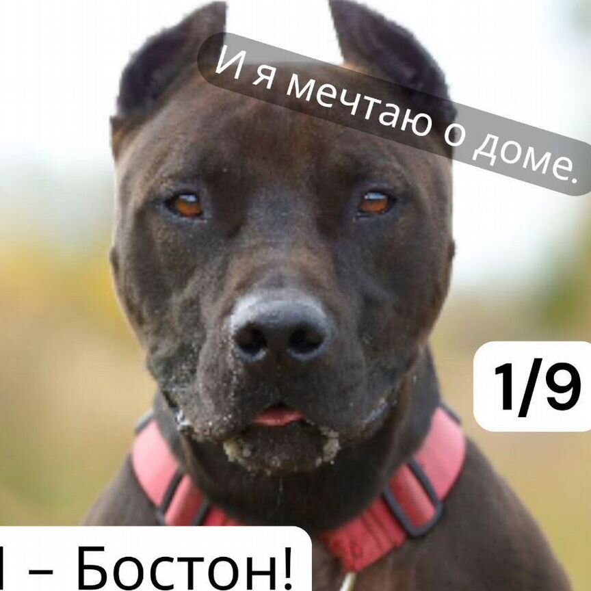 Взрослый пёс в добрые руки