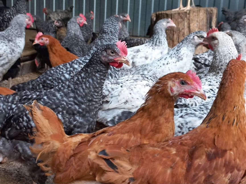 Цыплята мясояичной породы