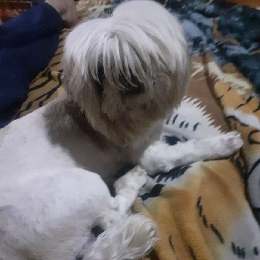 Ши-тцу, взрослая собака