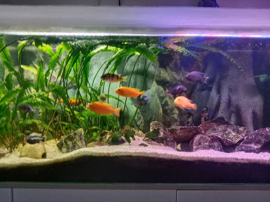 Готовый аквариум с рыбками