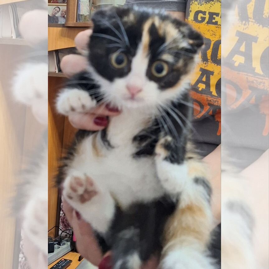 Шотландский вислоухий короткошёрстный котёнок