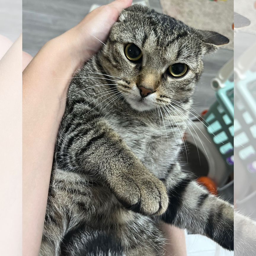 Отдам кота в добрые руки