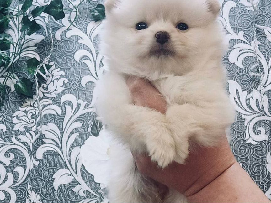 Поменанский шпиц