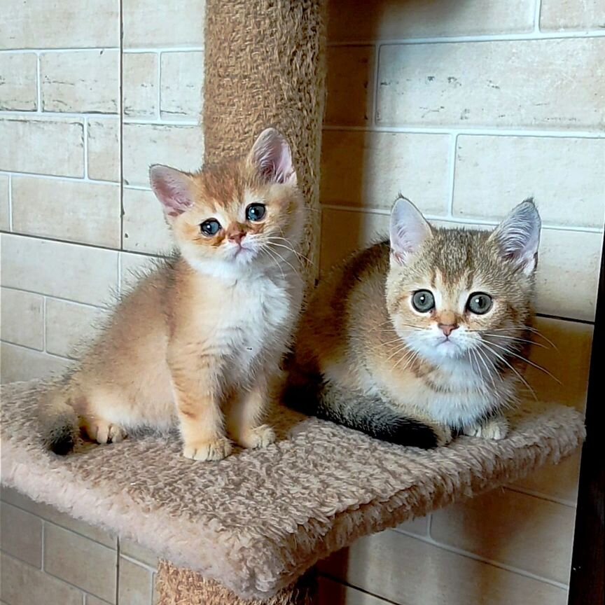 Золотые котята,мальчики