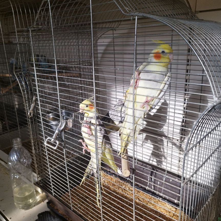 Попугай карела