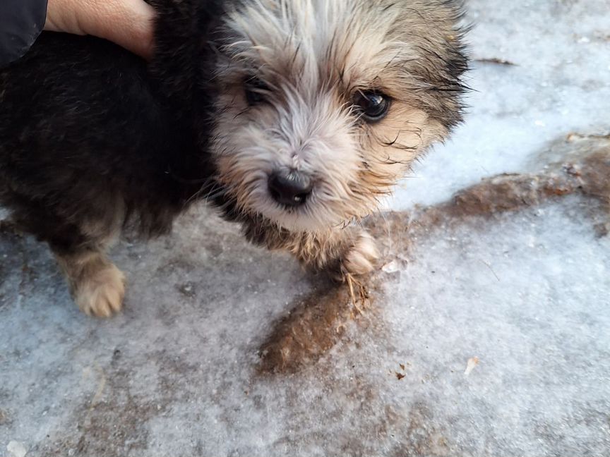 Щенки маленькие звоночки в добрые руки