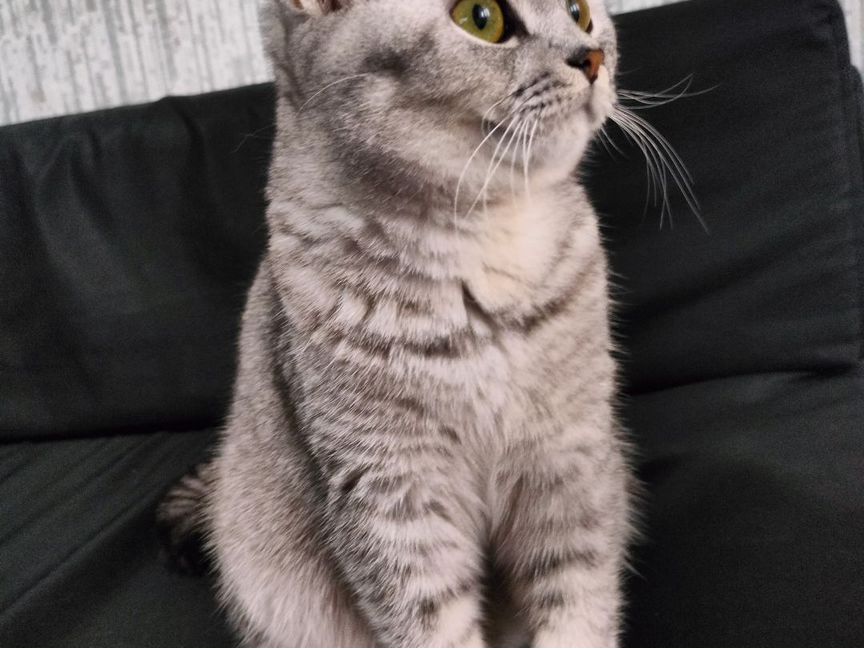 Британские шиншиллы котята