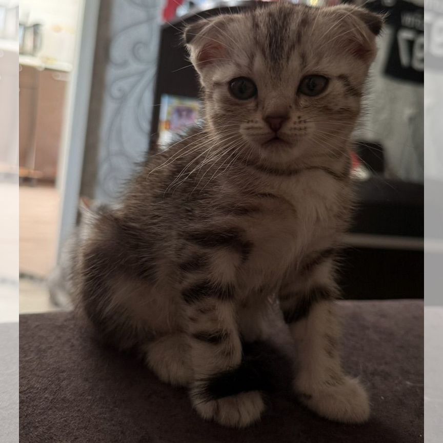 Шотландский вислоухий длинношёрстный котёнок