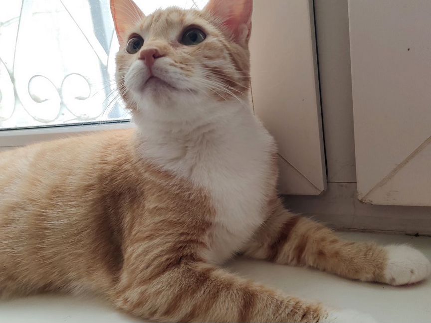 Котенок рыжий в добрые ручки
