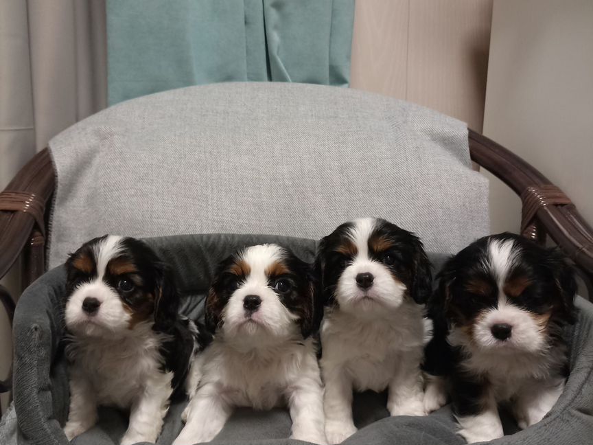 Кавалер Кинг Чарльз от Злато Пушкино Нео