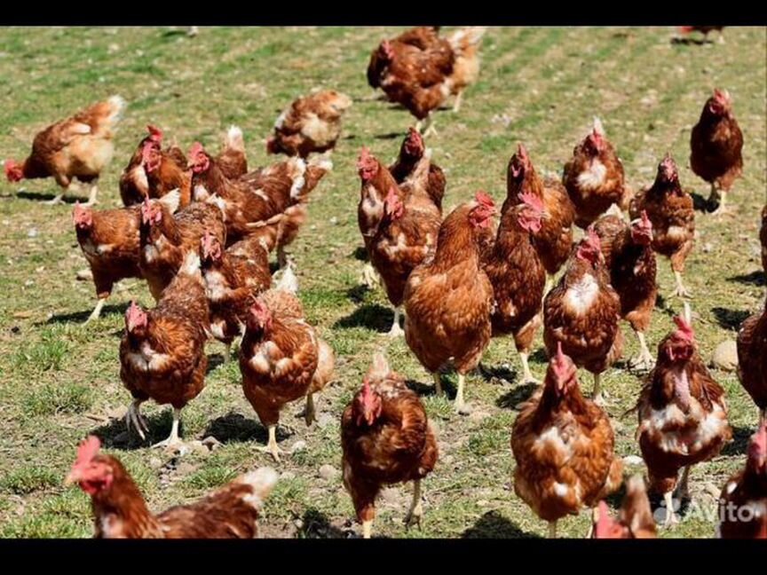 Куры молодки несушки доминант