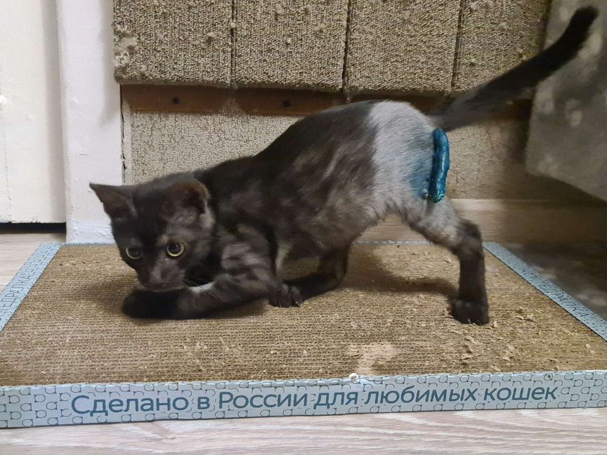 Кот Бегемот. Возраст 4-5 месяцев