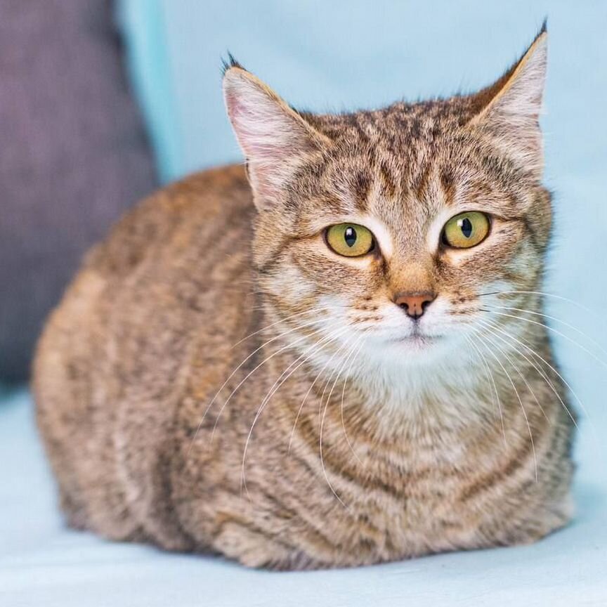 Взрослая кошка в добрые руки