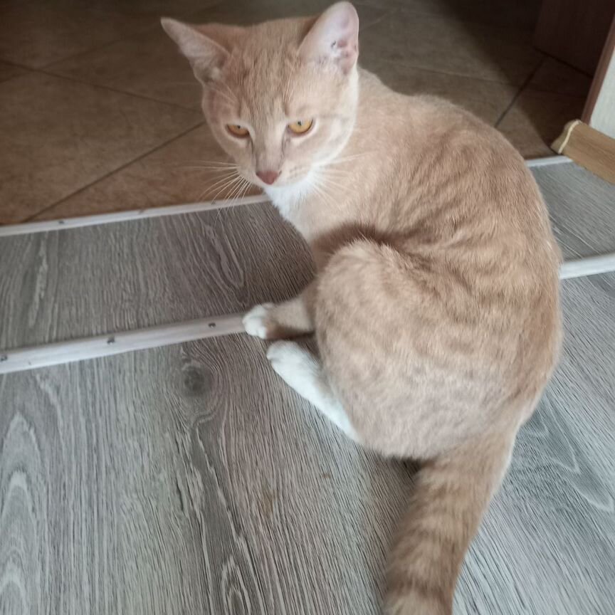 Кот в добрые руки