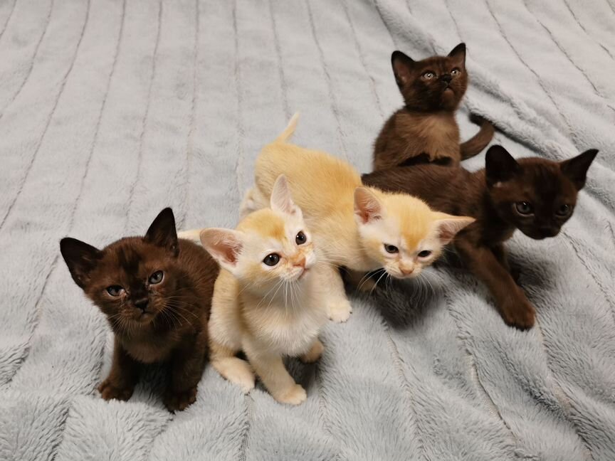 Бурманские котята