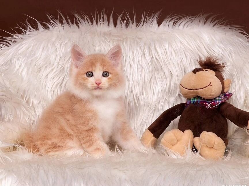 Курильский бобтейл