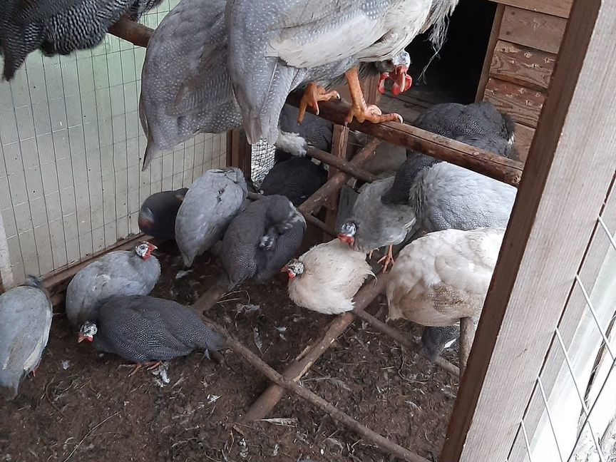 Цесарки 5 месяцев