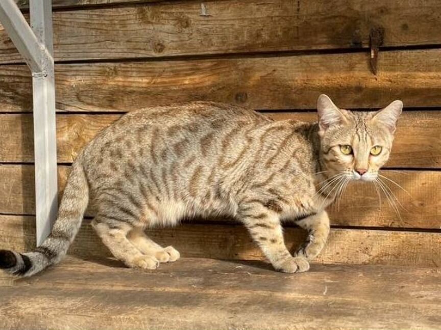 Саванна ф4 подросток