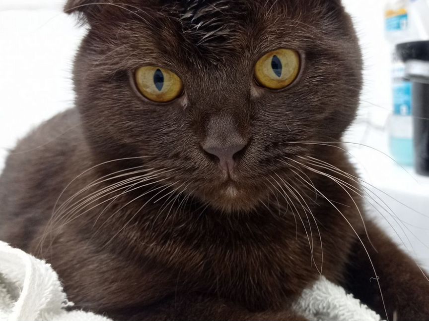 Шоколадный британец