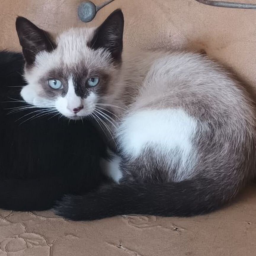 Котенок в добрые руки