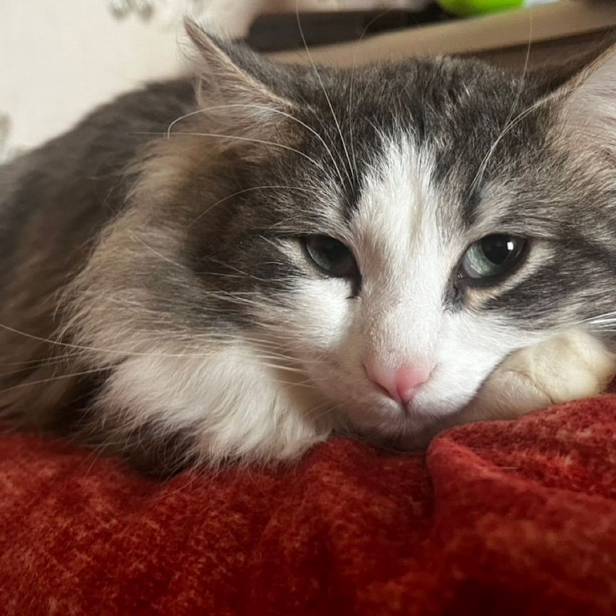 Отдам даром котика