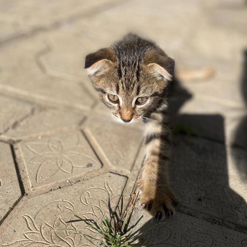 Котёнок спинальник ему некому помочь