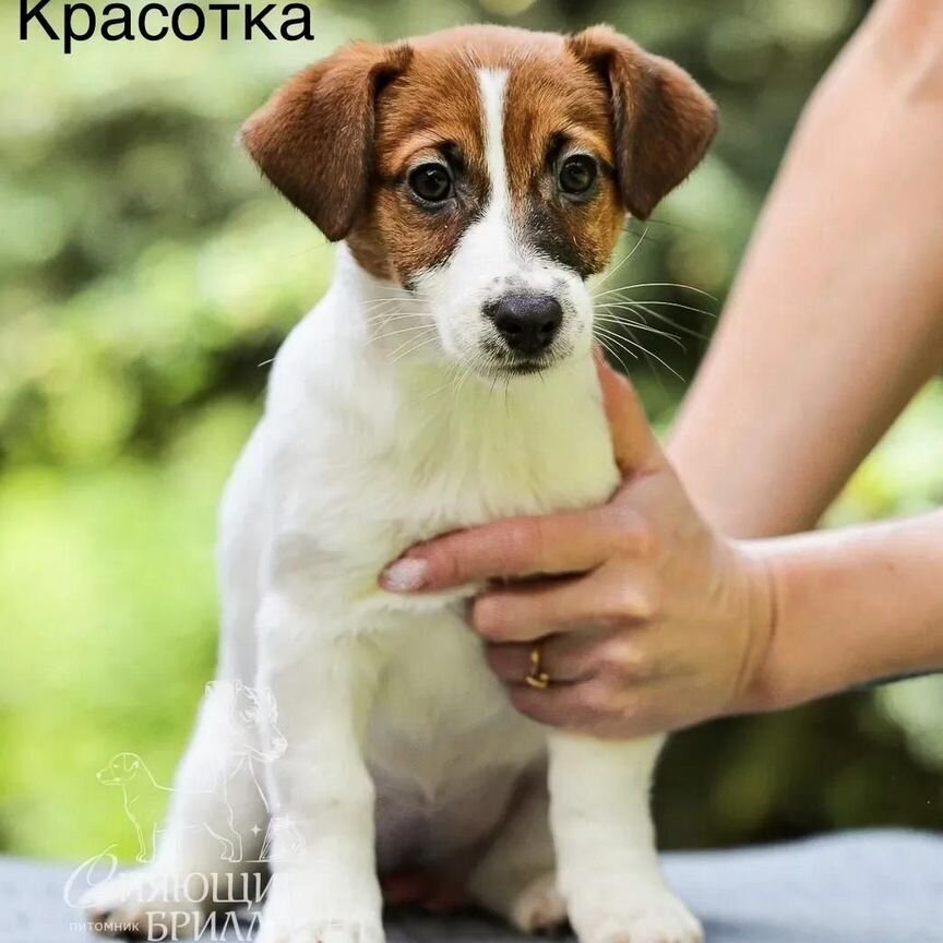 Джек-рассел-терьер, щенок