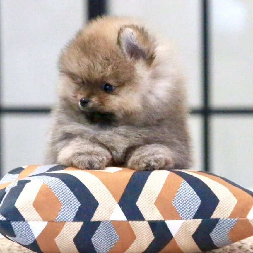 Померанский шпиц, щенок