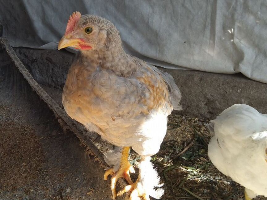 Молодые петушки