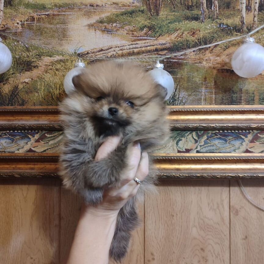 Щенки померанского шпица