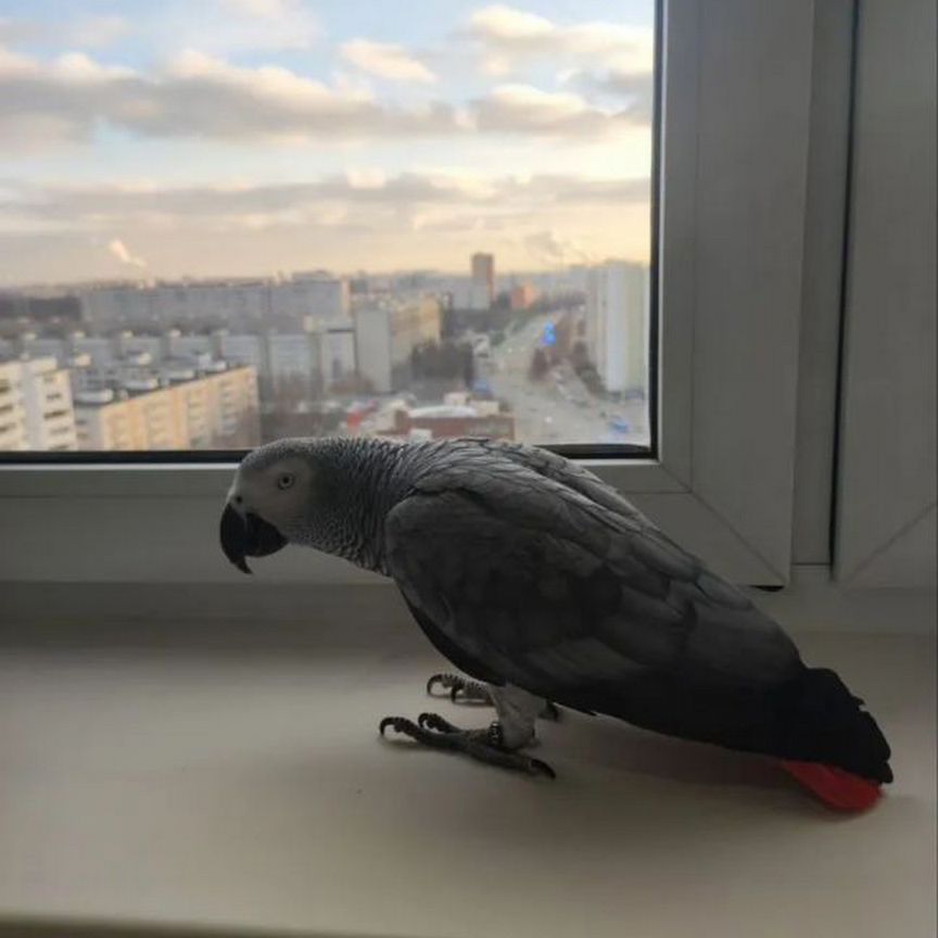 Говорящий попугай большой