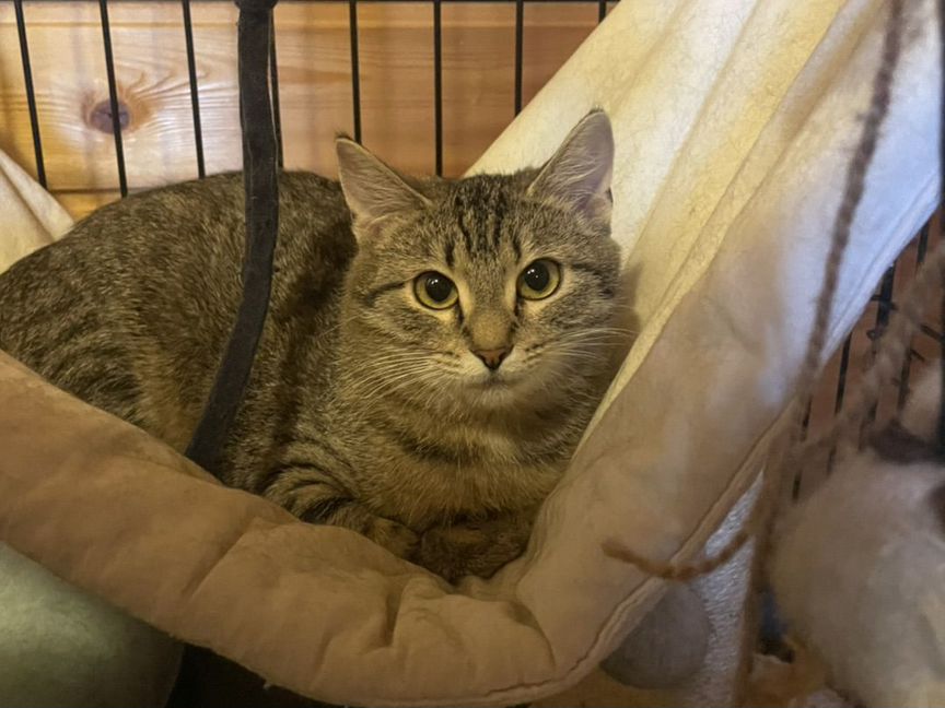 Кошечка в добрые руки