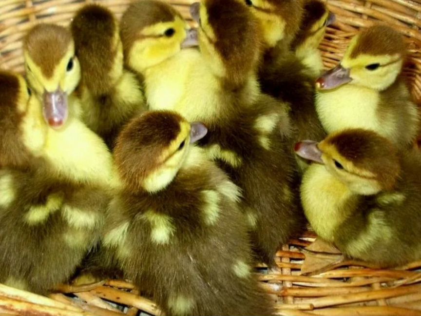 Продаю индоутят