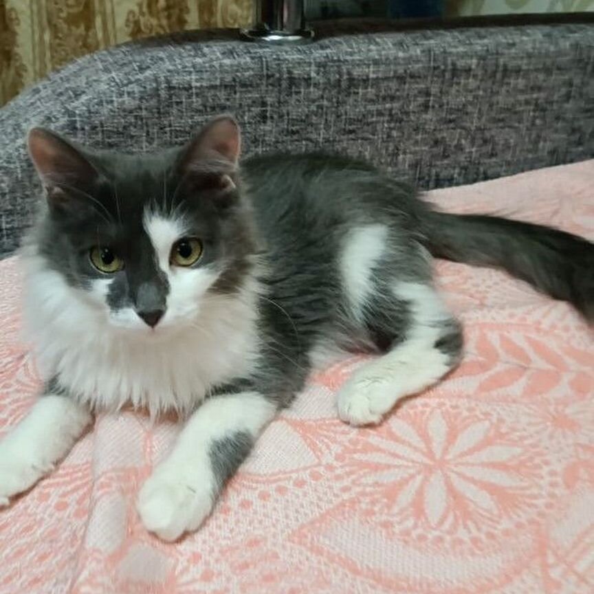 Котенок в добрые руки