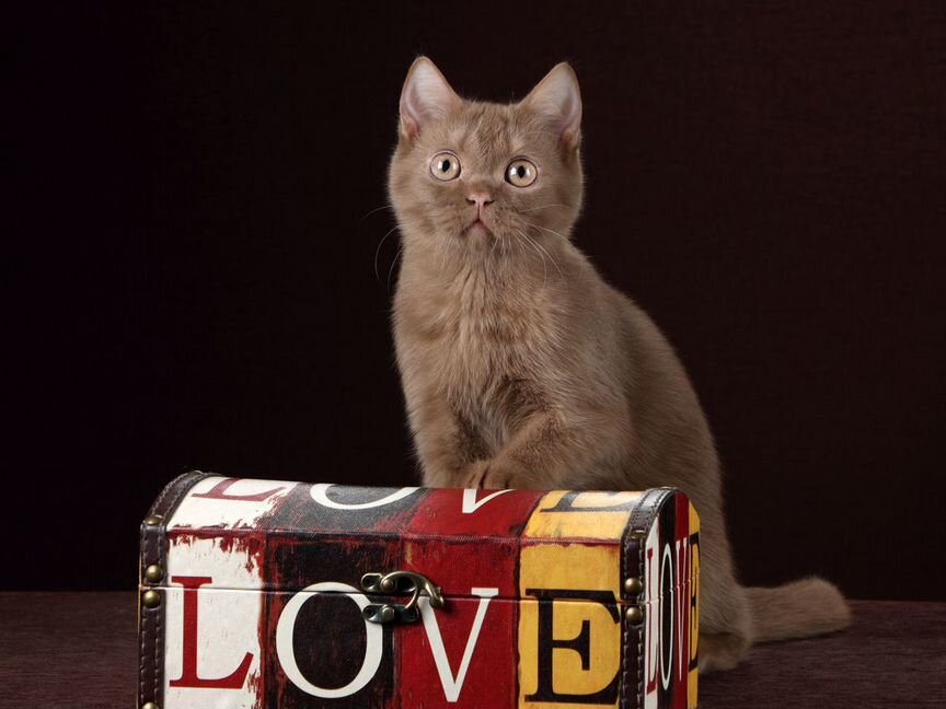 Британский котик